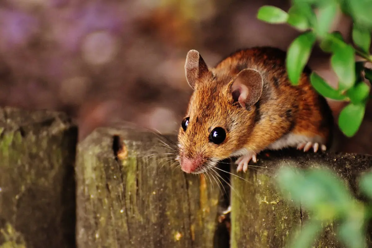 Effective Mouse Removal in Florida Homes | Certified Pest Control