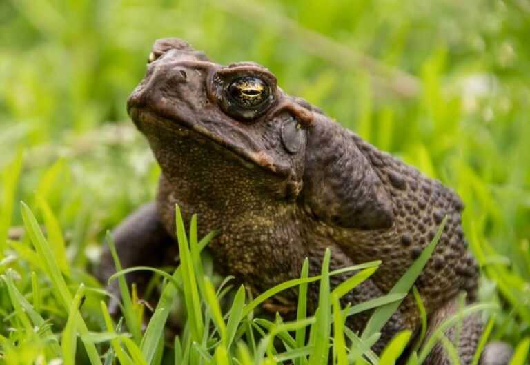 Cane Toad Control Services | Certified Pest Control